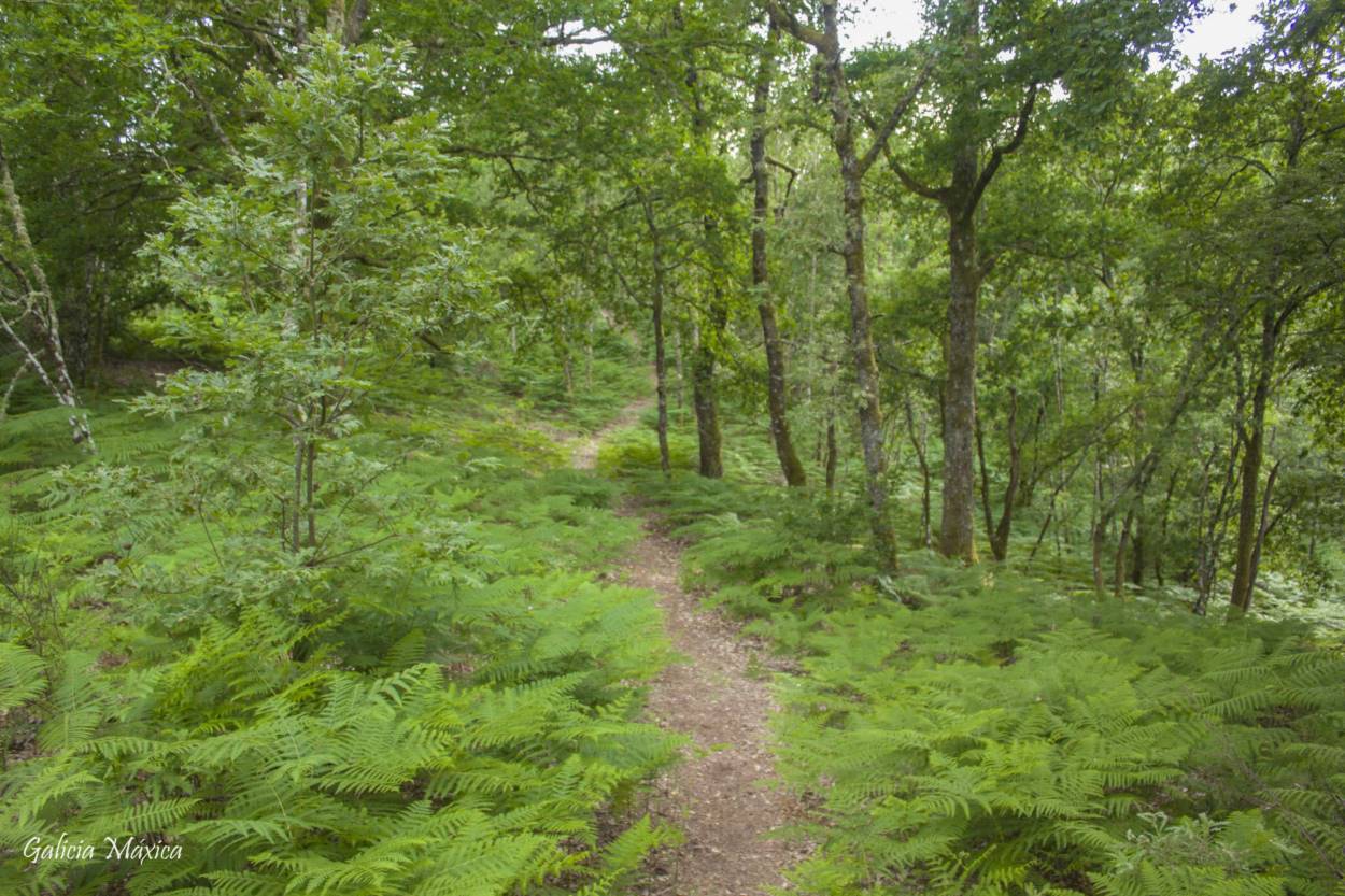 Cova da Gafa en Laxas | GALICIA MÁXICA
