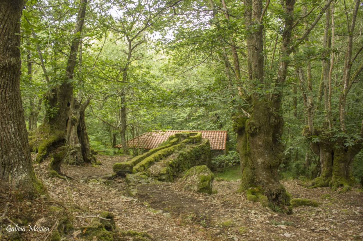 Castaño - Castiñeiro de Entrambosríos | GALICIA MÁXICA