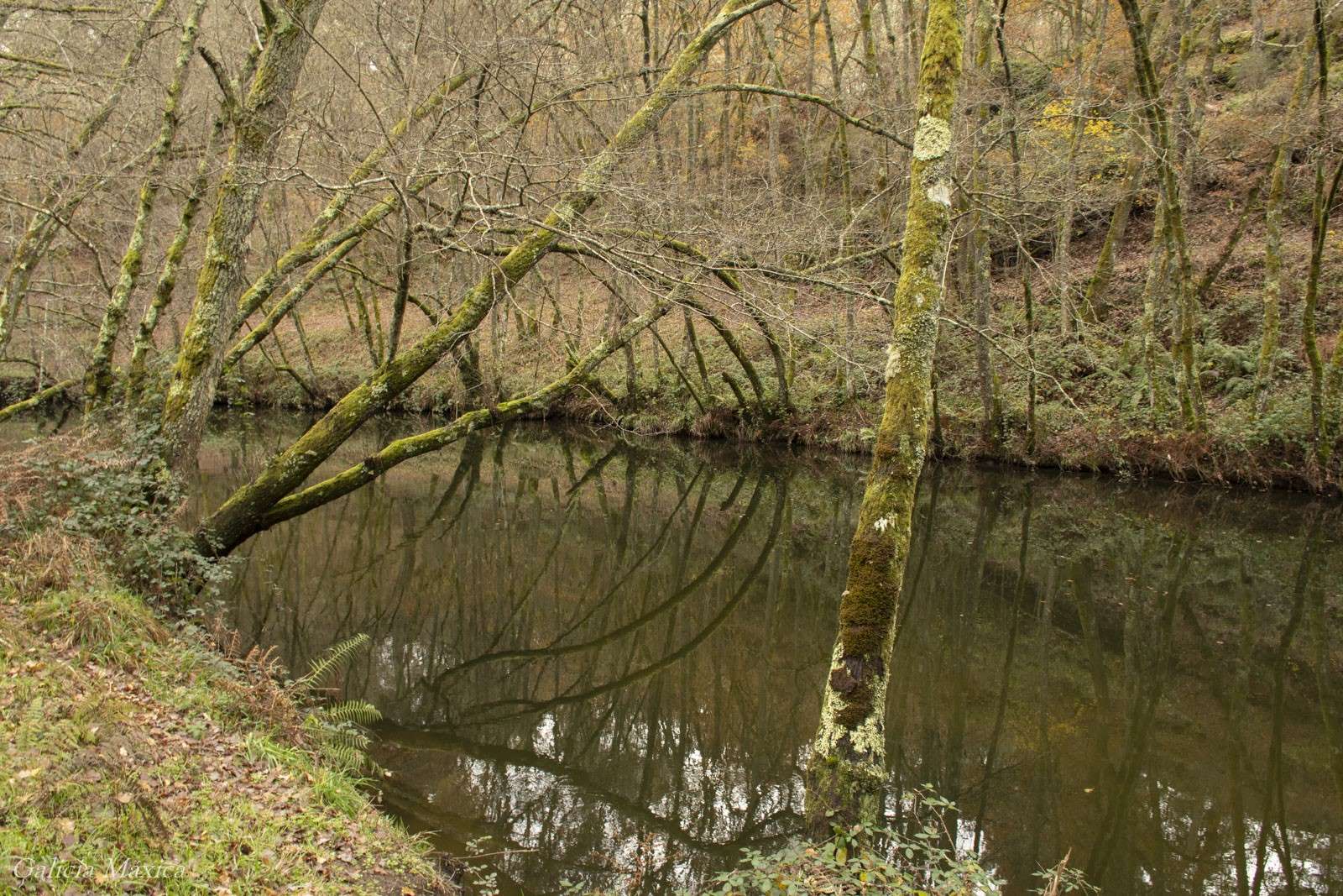 Fonte Bañiño | GALICIA MÁXICA